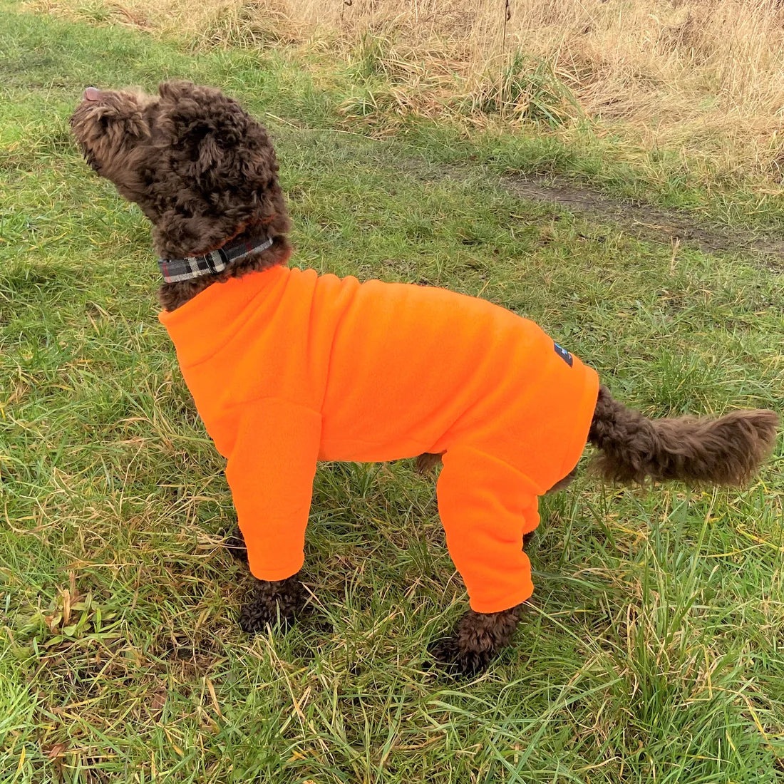 Orange 4 Leg Dog Suit | Fleece Full Body Coat | UK | Pawsome Suits ...